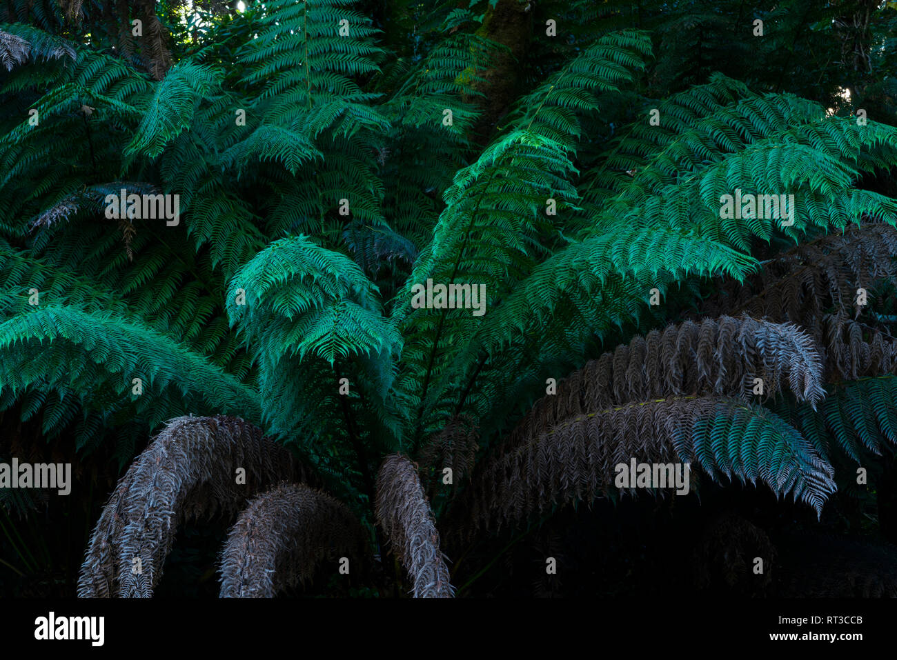Arborescent Ferns, Kells Bay Gardens, Ring of Kerry, Iveragh Peninsula ...
