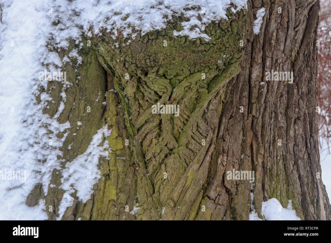 Tree rift under snow Stock Photo - Alamy