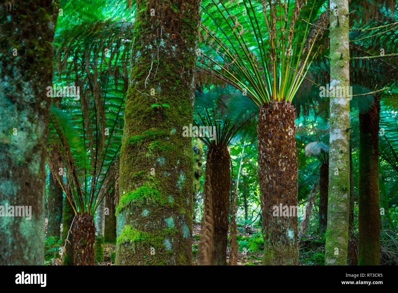 Arborescent Ferns, Kells Bay Gardens, Ring of Kerry, Iveragh Peninsula ...