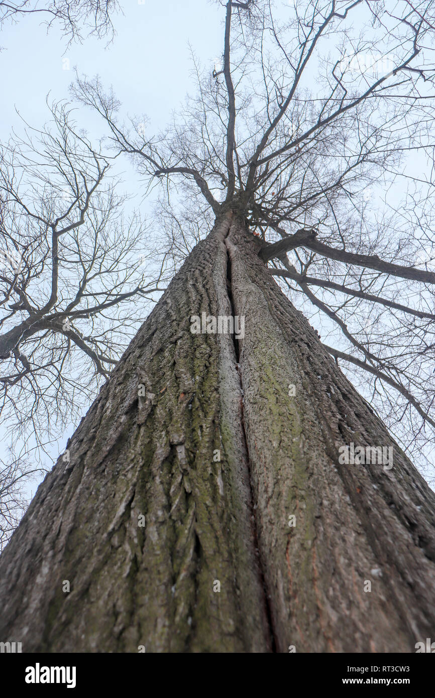 Cleft of a tree hi-res stock photography and images - Alamy