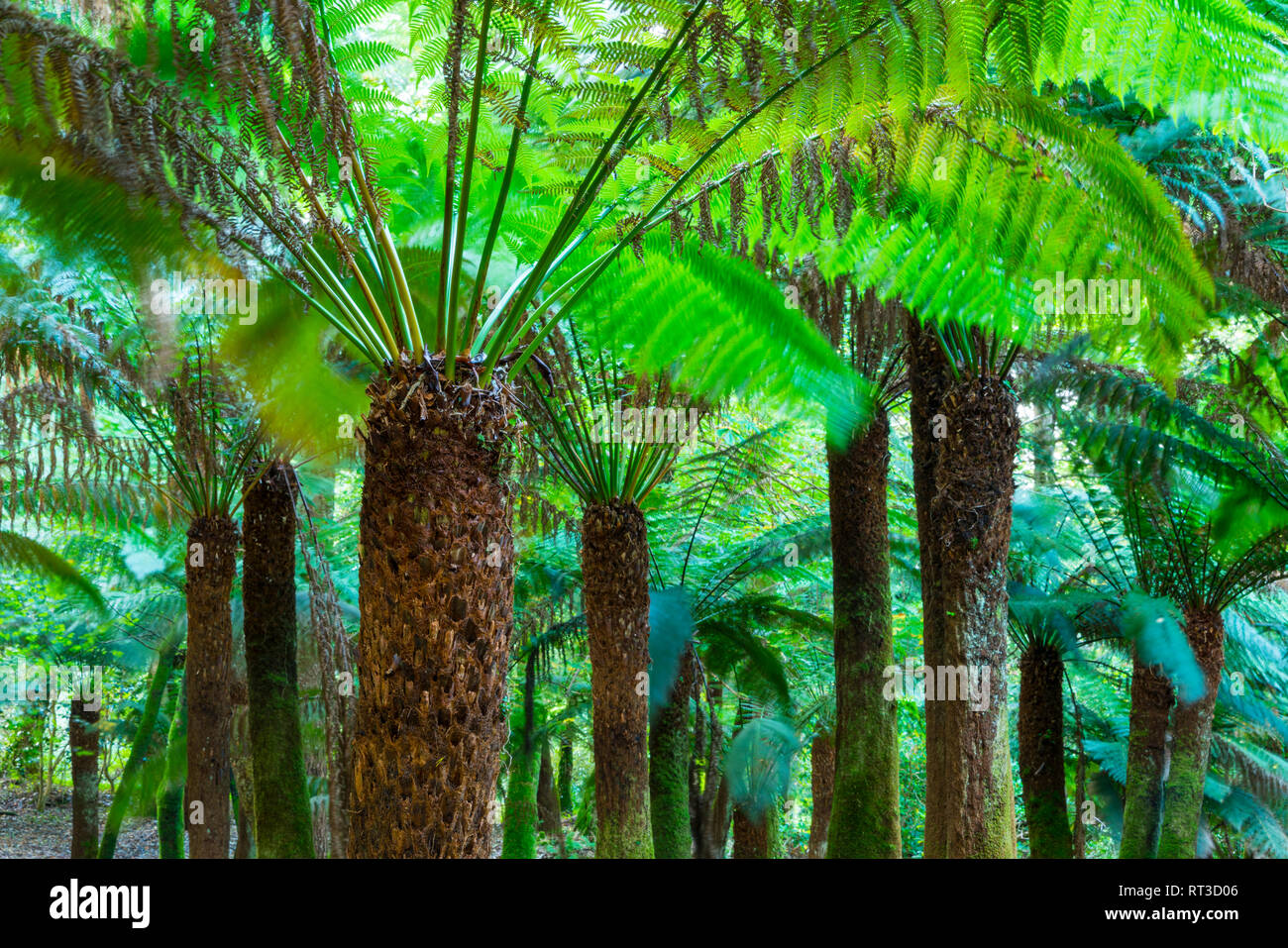 Arborescent Ferns, Kells Bay Gardens, Ring of Kerry, Iveragh Peninsula ...