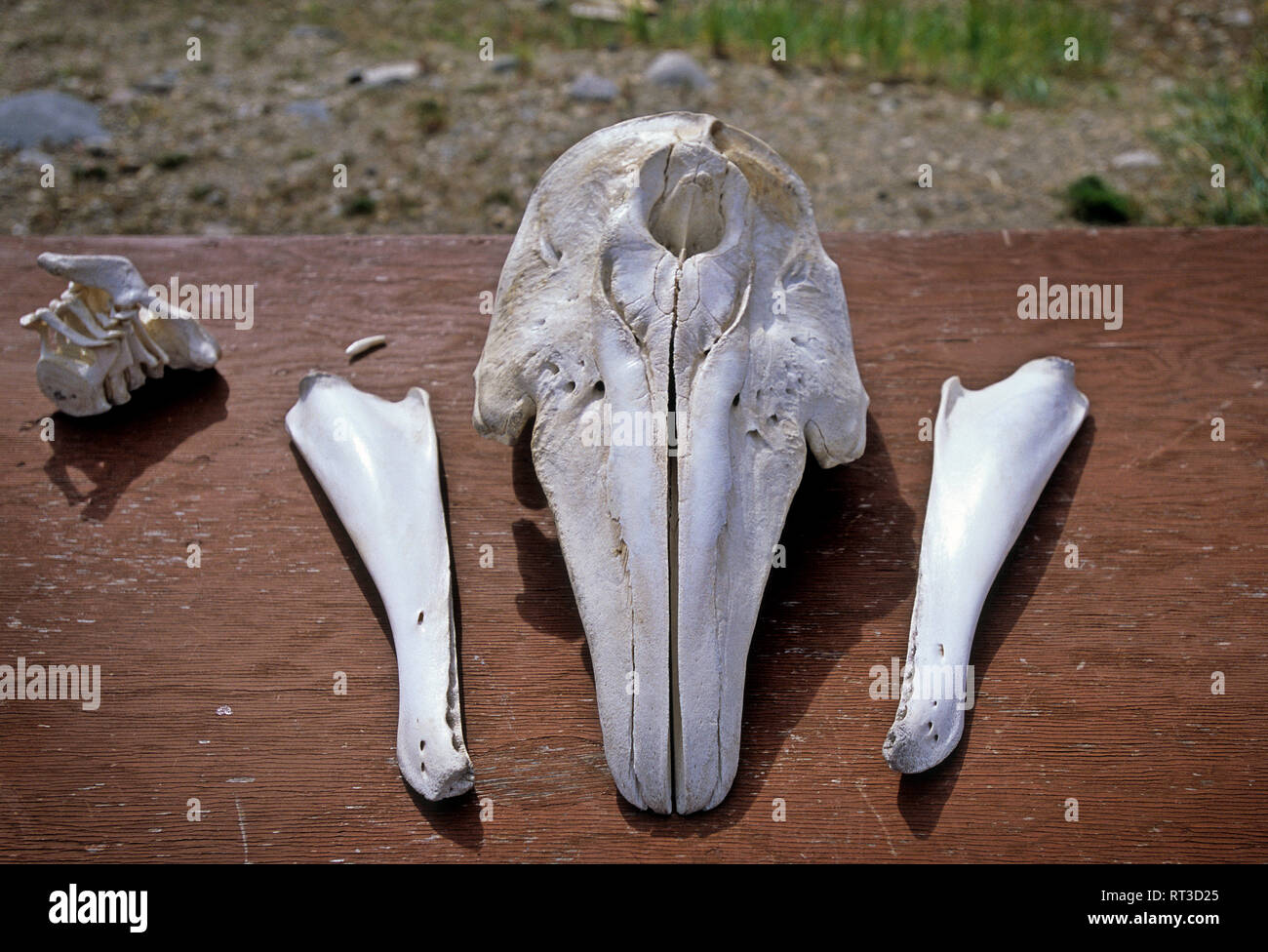 Beluga Whale skull and jaw bones on a table for educational purposes ...