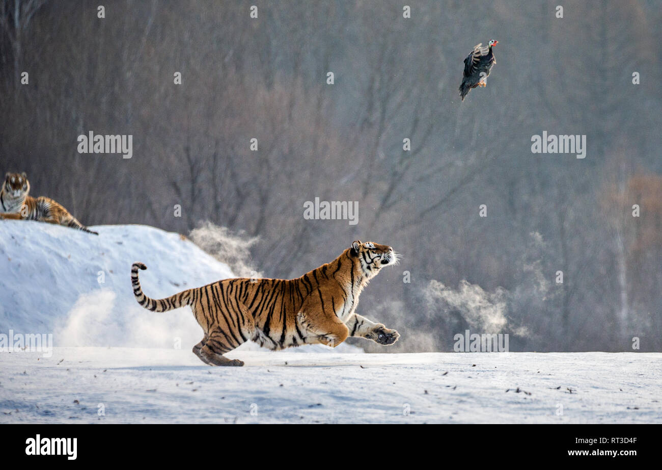 Siberian Tiger running in the snow and catch their prey. Very dynamic ...