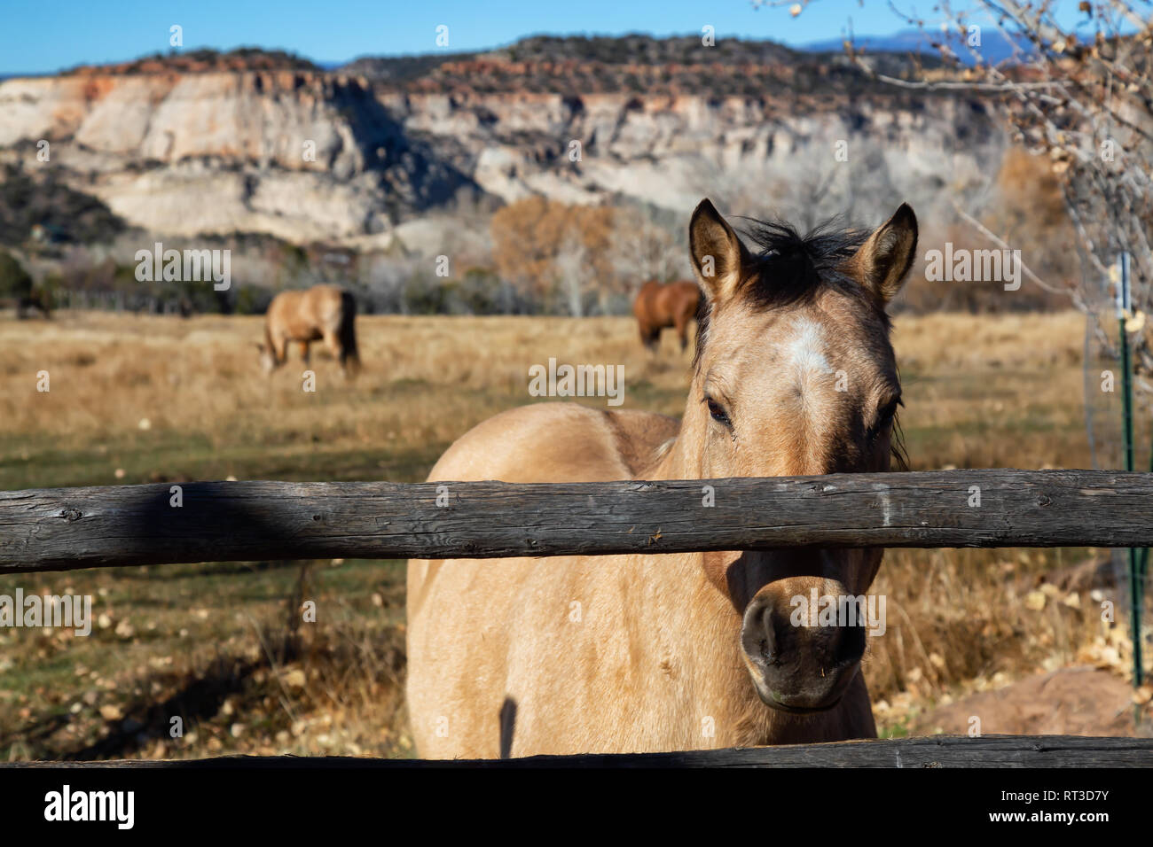 Southwest usa stable horse hi-res stock photography and images - Alamy