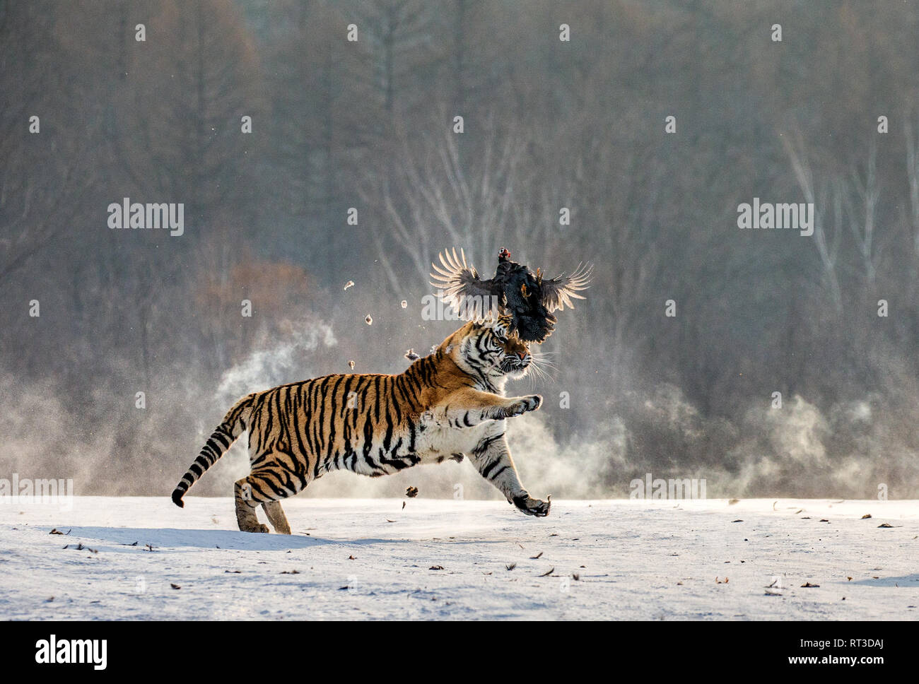 Siberian Tiger running in the snow and catch their prey. Very dynamic ...
