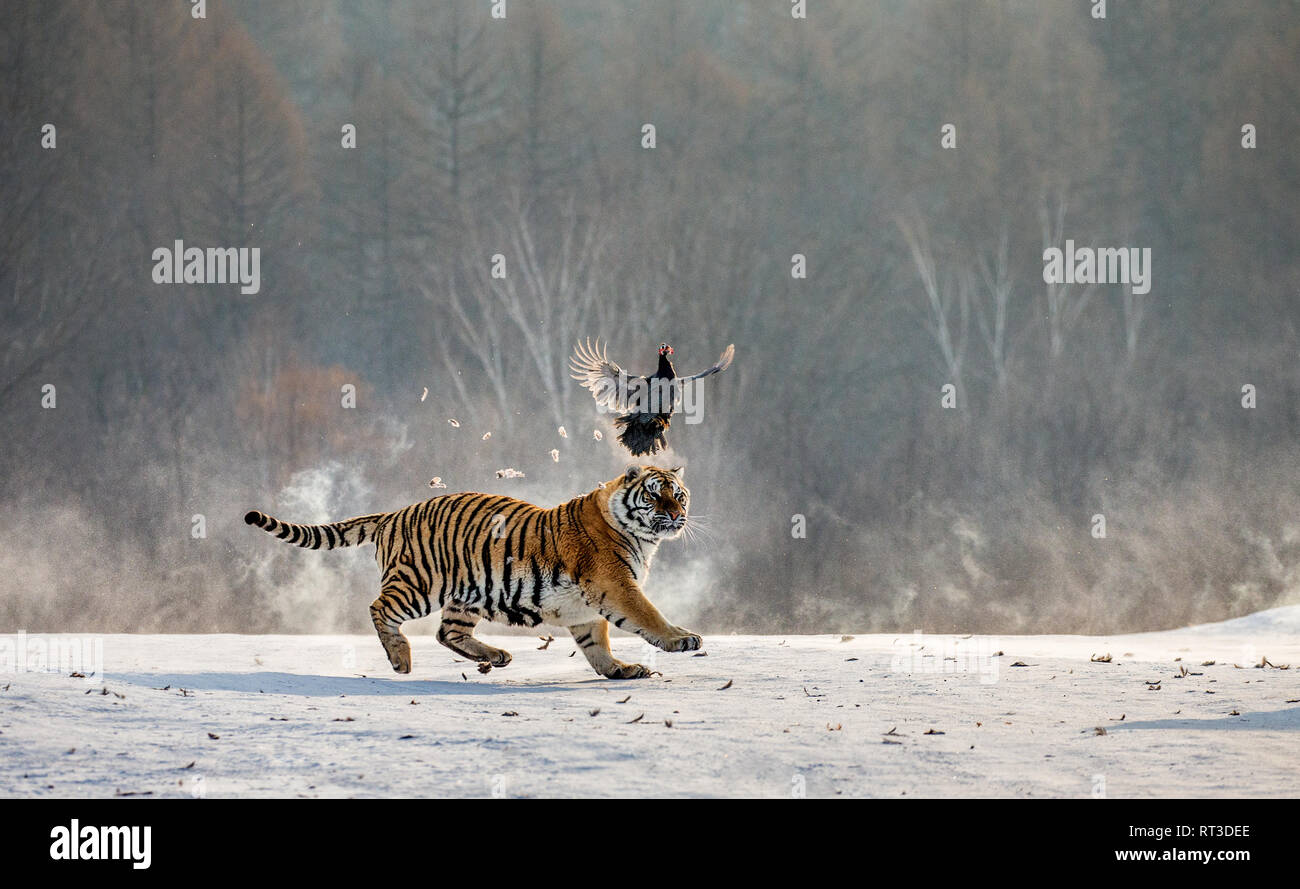 Siberian Tiger running in the snow and catch their prey. Very dynamic ...