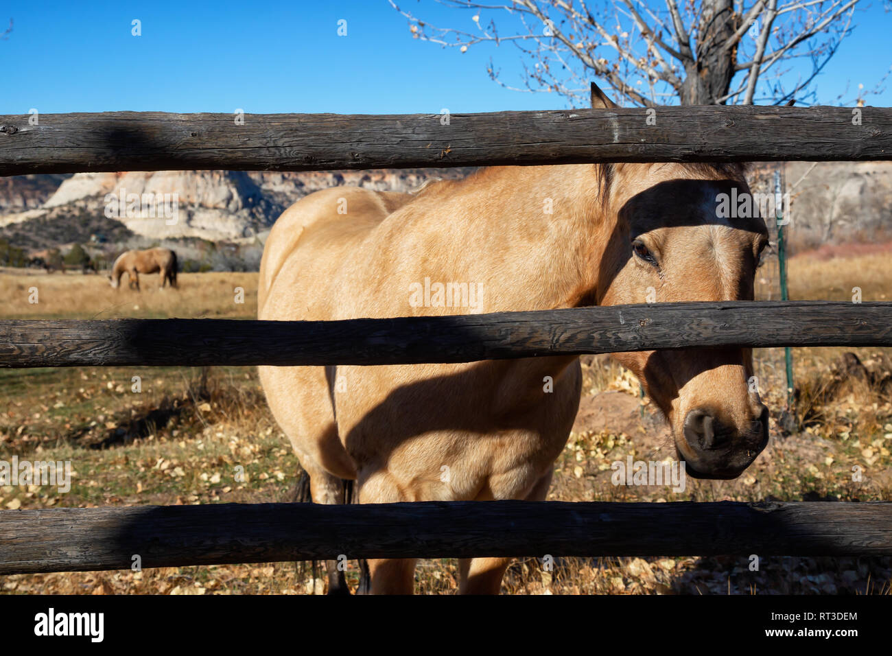 Southwest usa stable horse hi-res stock photography and images - Alamy