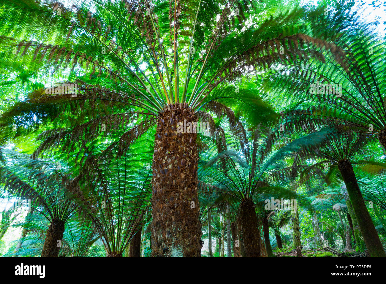 Arborescent Ferns, Kells Bay Gardens, Ring of Kerry, Iveragh Peninsula ...