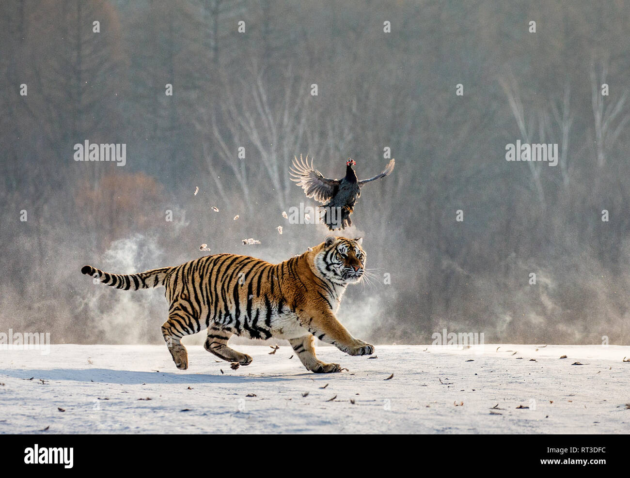 Siberian Tiger running in the snow and catch their prey. Very dynamic ...
