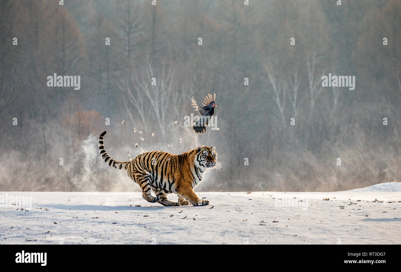 Siberian Tiger running in the snow and catch their prey. Very dynamic ...