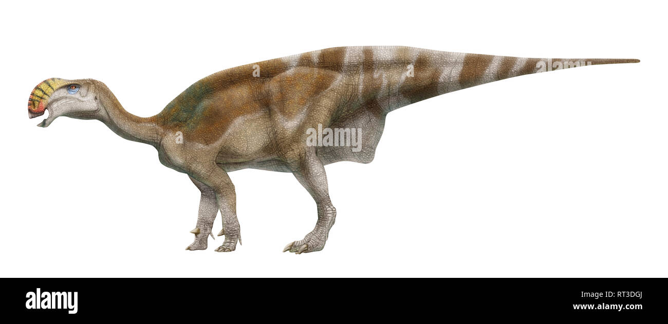 Altirhinus kurzanovi, lateral view Stock Photo - Alamy