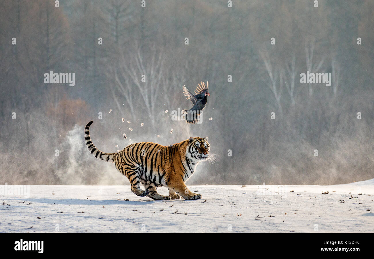 Siberian Tiger running in the snow and catch their prey. Very dynamic ...