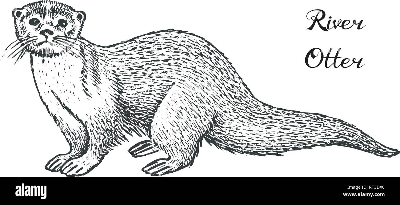 Otter standing up Cut Out Stock Images & Pictures - Alamy