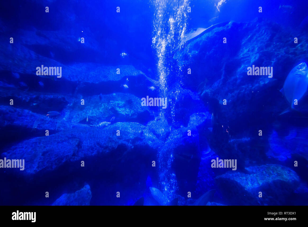 Georgia aquarium tank hi-res stock photography and images - Alamy