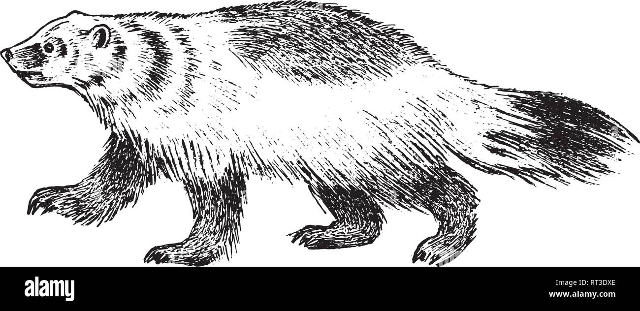 Wild Badger, forest animal. Symbol of the north. Vintage monochrome ...