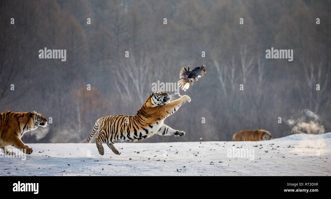 Siberian tiger in a jump catches its prey. Very dynamic shot. China ...
