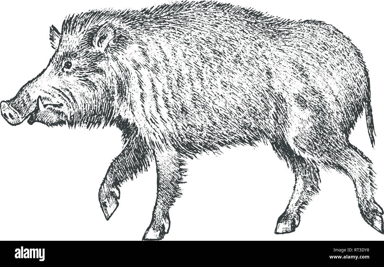 Wild boar, pig or swine, forest animal. Symbol of the north. Vintage ...
