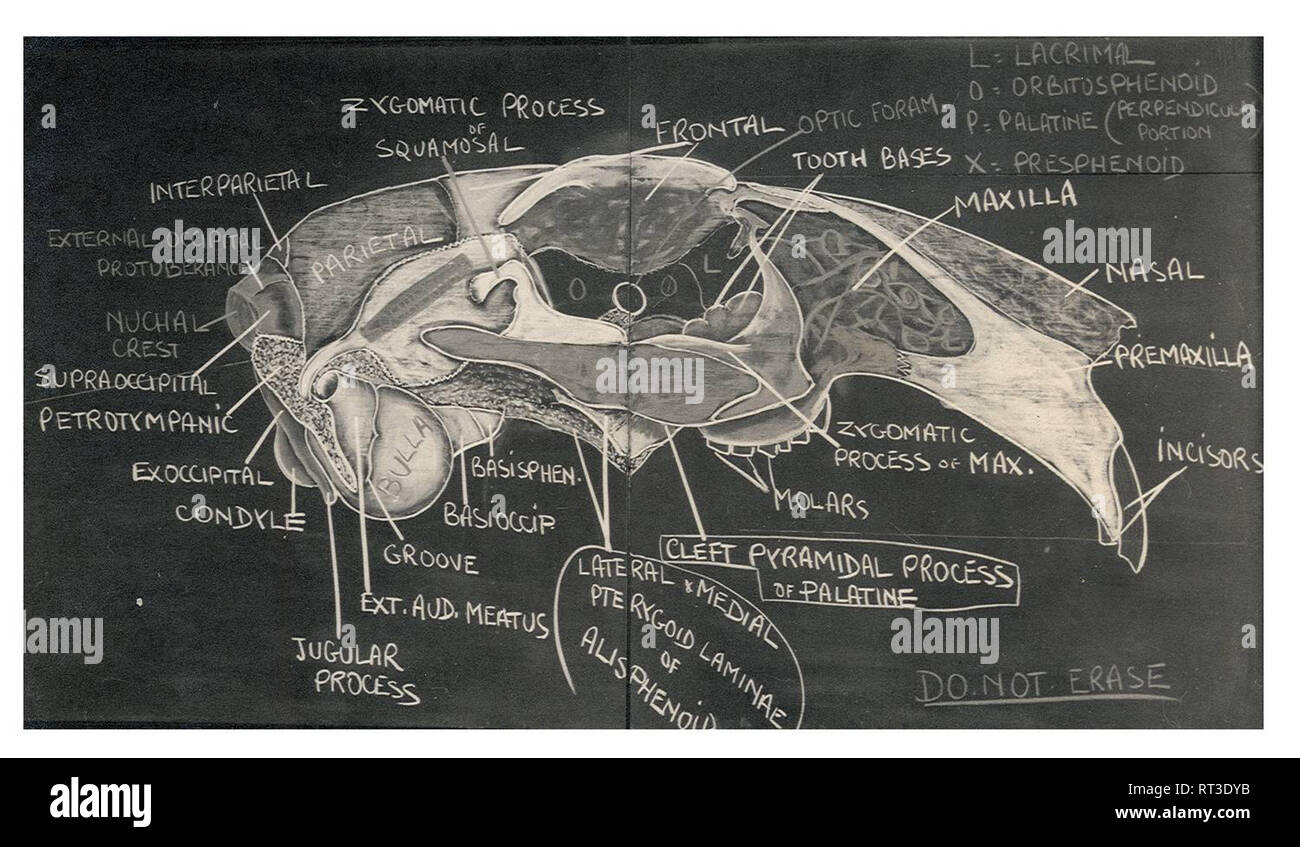 Rodent skull drawing hi-res stock photography and images - Alamy