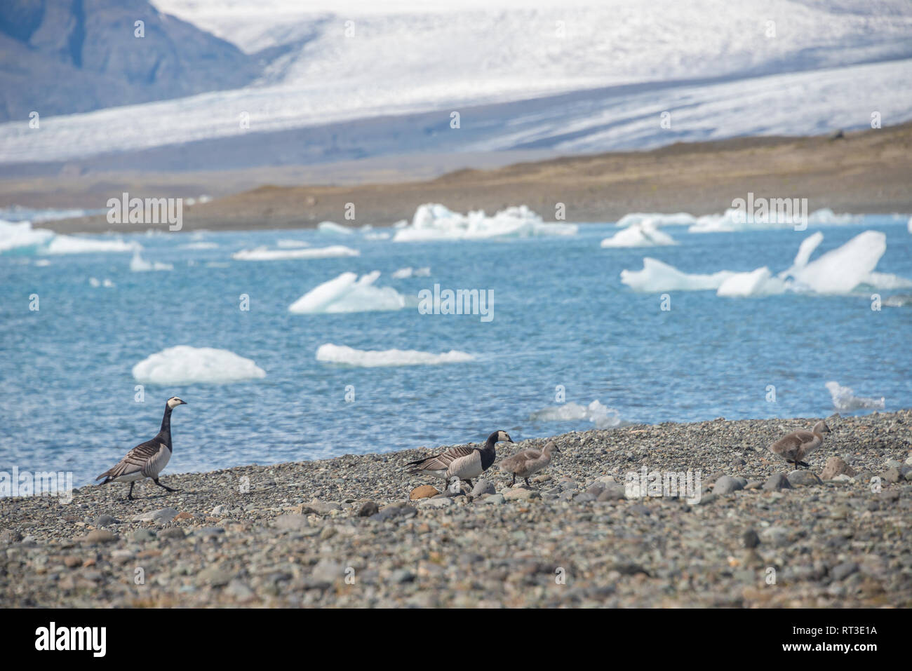 Beautiful Icelandic bird called Barnacle Geese with chicks (Branta ...