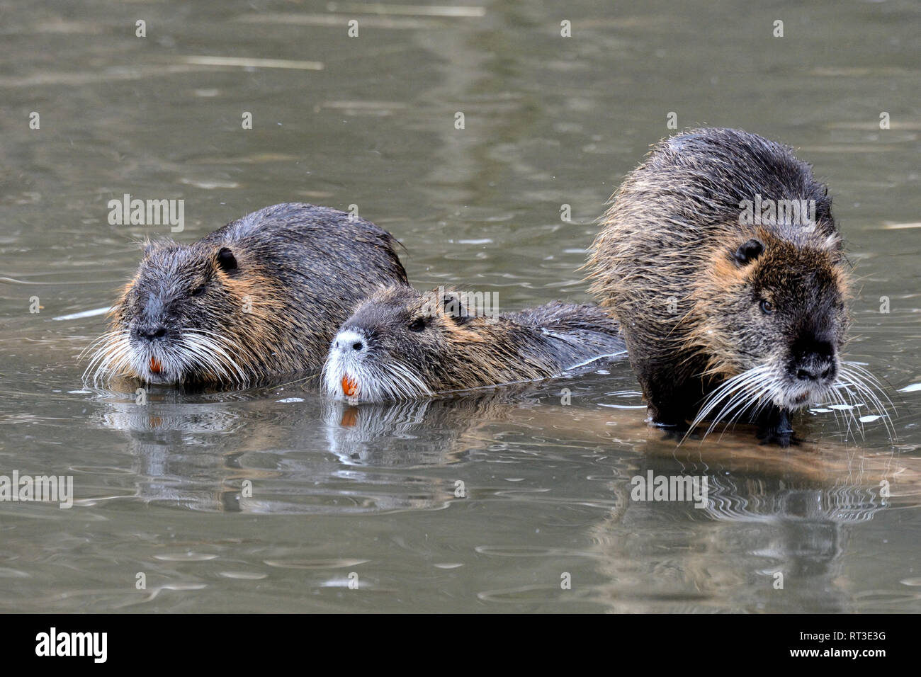 Beavers, beaver, Coypu, Mycastor coypus, rodent, rodent, Nutria, tail ...