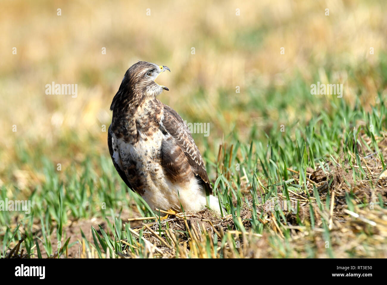 Young buzzards hi-res stock photography and images - Alamy