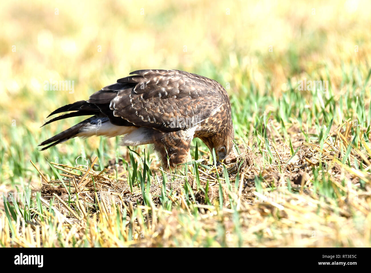 Young buzzard hi-res stock photography and images - Alamy