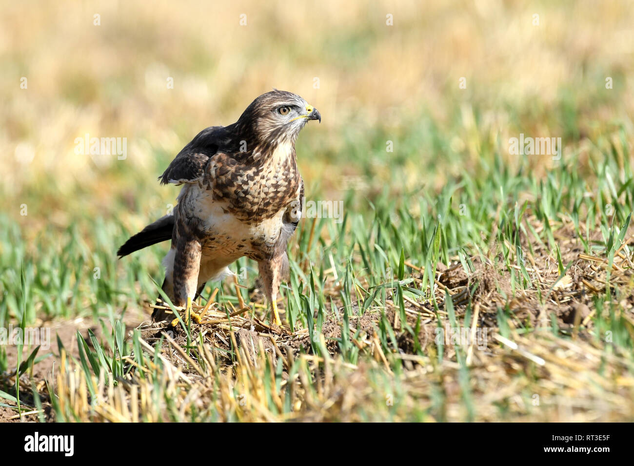 Young buzzard hi-res stock photography and images - Alamy
