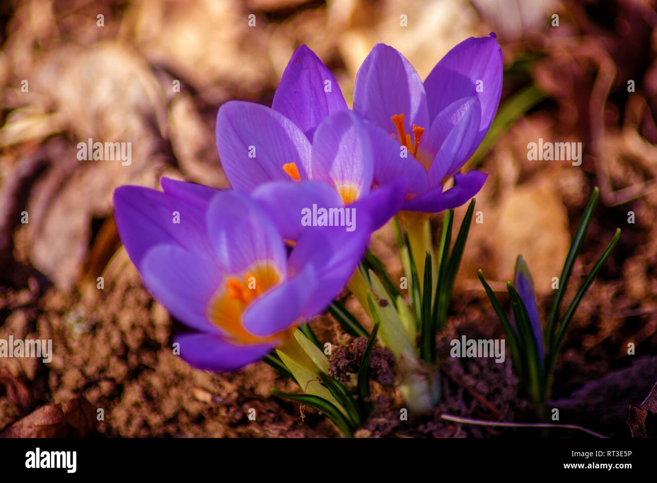 Concept flora : Crocus etruscus in silva Stock Photo - Alamy