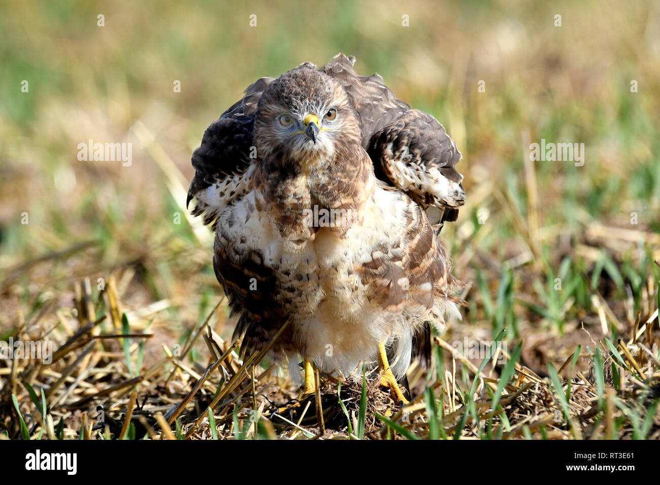Young buzzard hi-res stock photography and images - Alamy