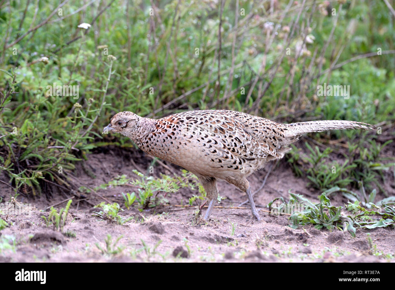 A Chicken Is A Wild Pheasant