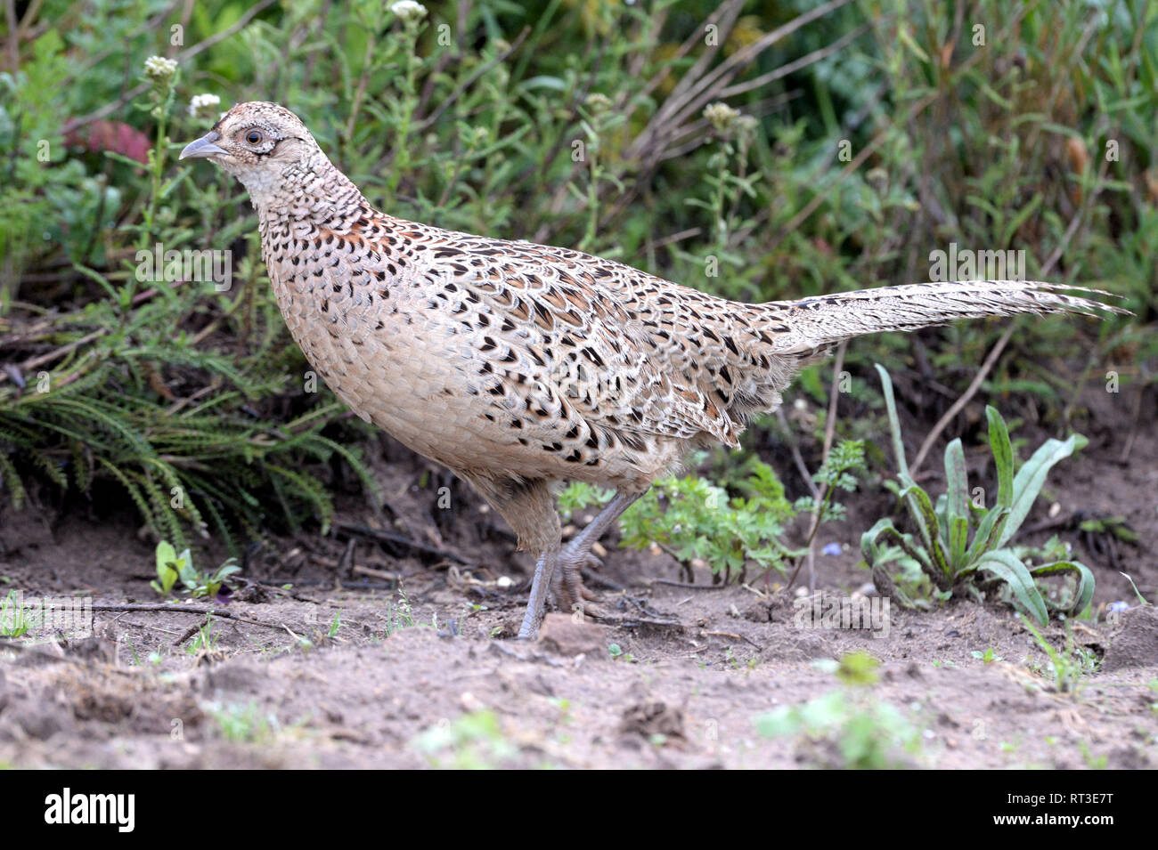 Pheasant, noble pheasant, hunting pheasant, gallinaceous birds ...