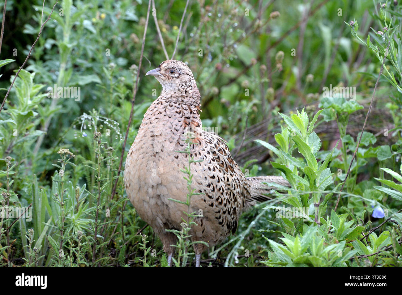 Pheasant, noble pheasant, hunting pheasant, gallinaceous birds ...