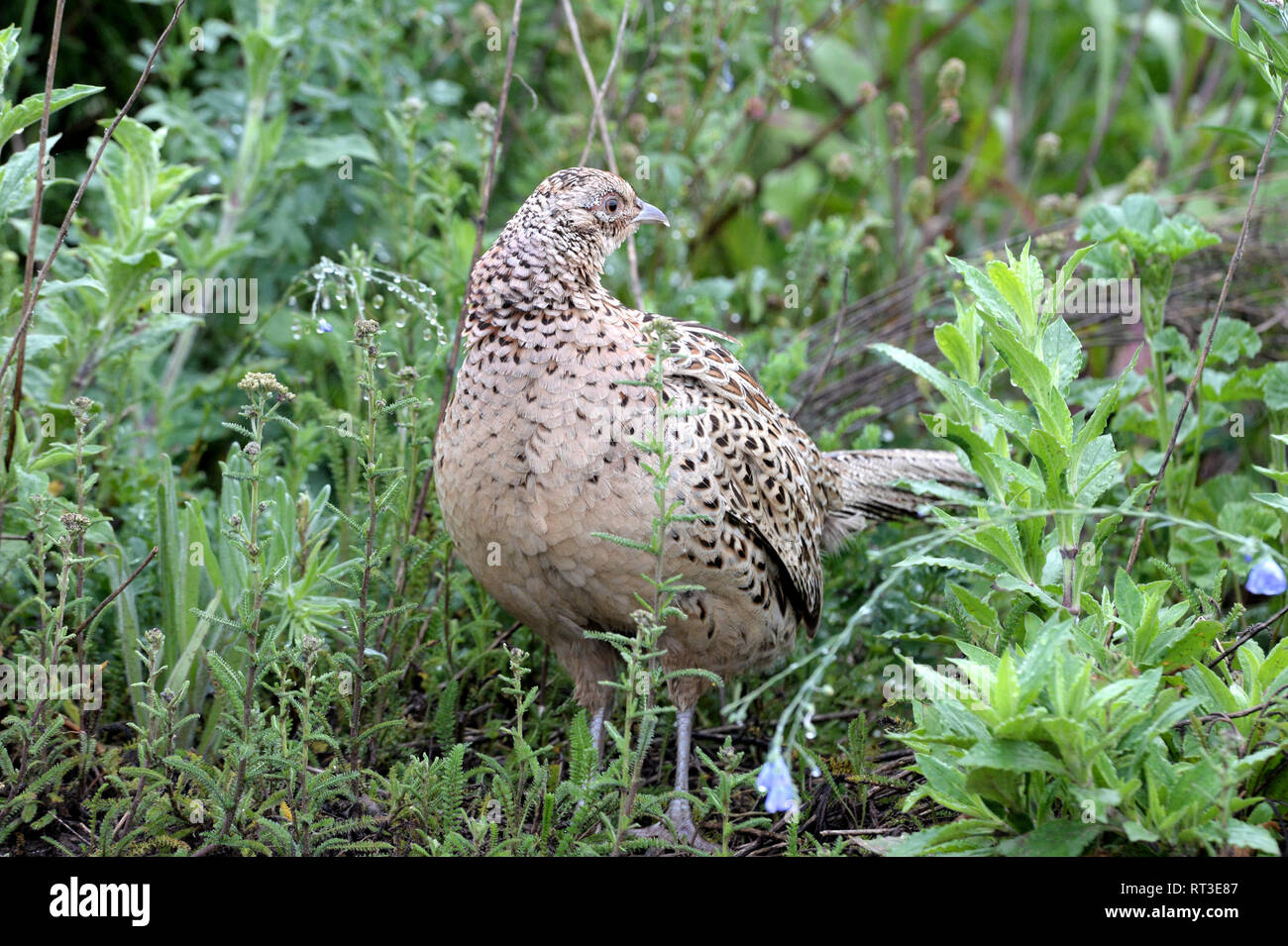 Pheasant, noble pheasant, hunting pheasant, gallinaceous birds ...