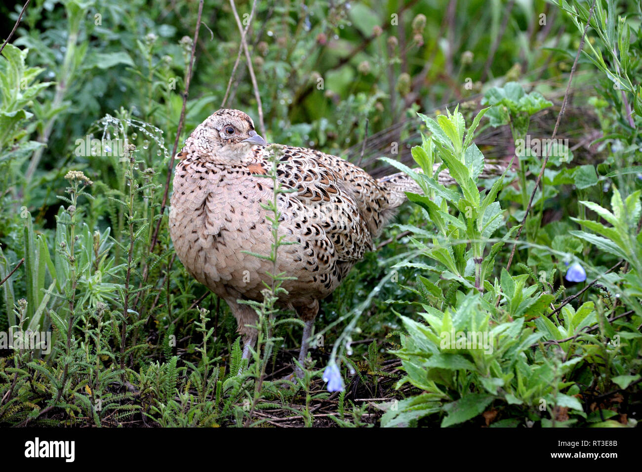 Pheasant, noble pheasant, hunting pheasant, gallinaceous birds ...