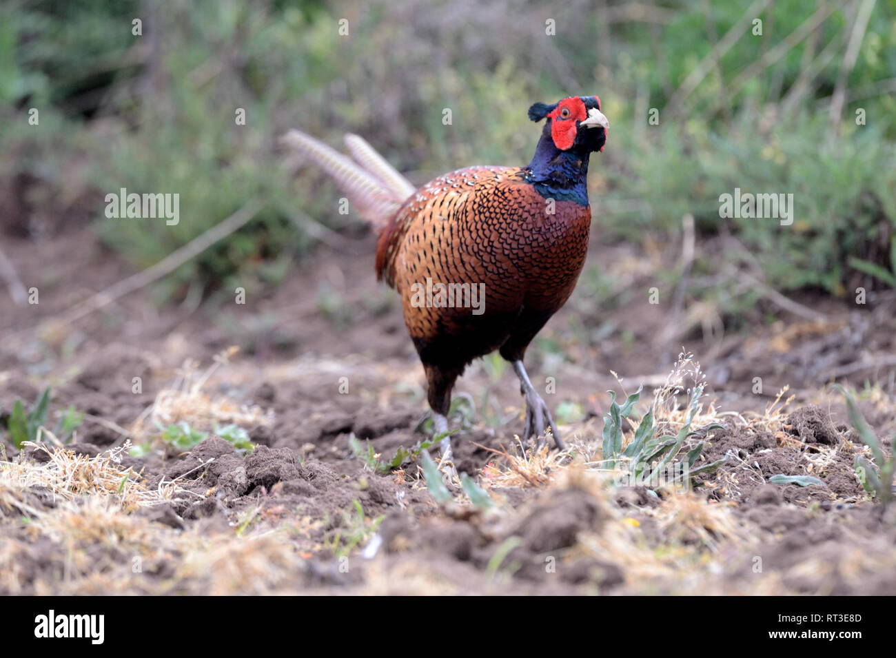 Pheasant, noble pheasant, hunting pheasant, gallinaceous birds ...