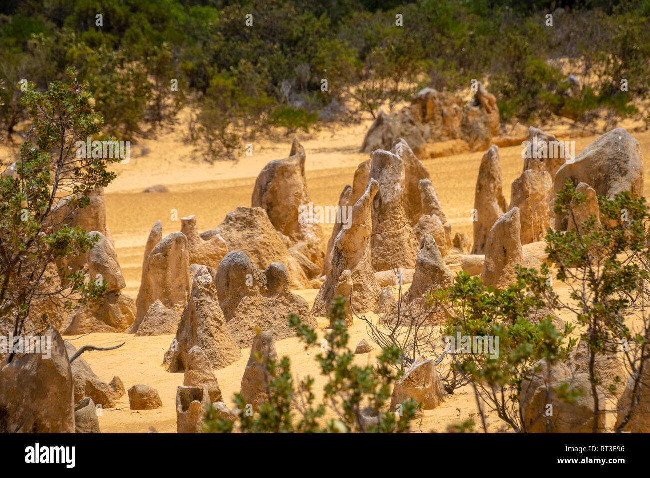 Upright standing rocks and stones between small trees at the Pinnacles ...