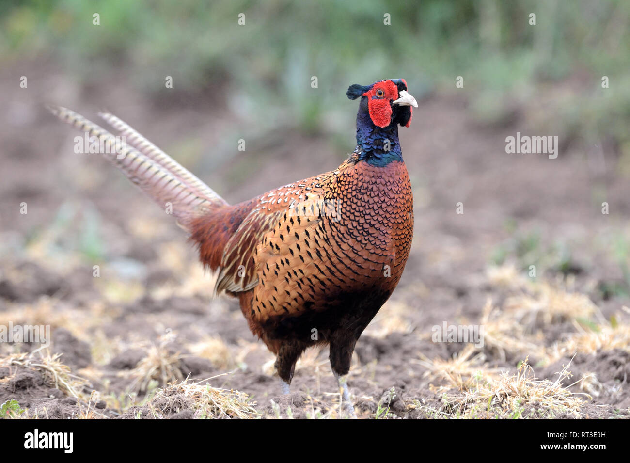 Pheasant, noble pheasant, hunting pheasant, gallinaceous birds ...