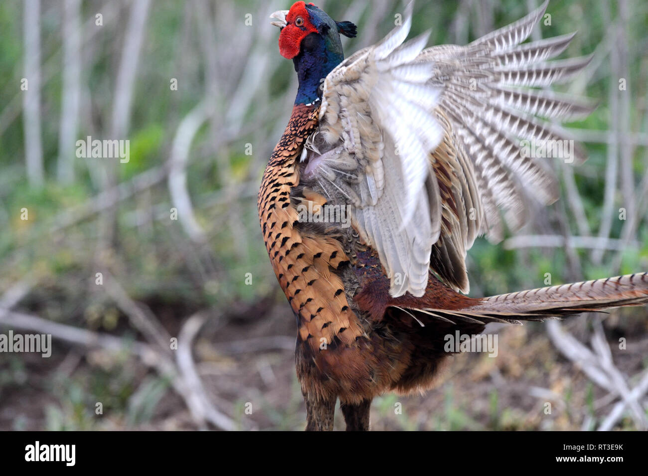 Pheasant, noble pheasant, hunting pheasant, gallinaceous birds ...