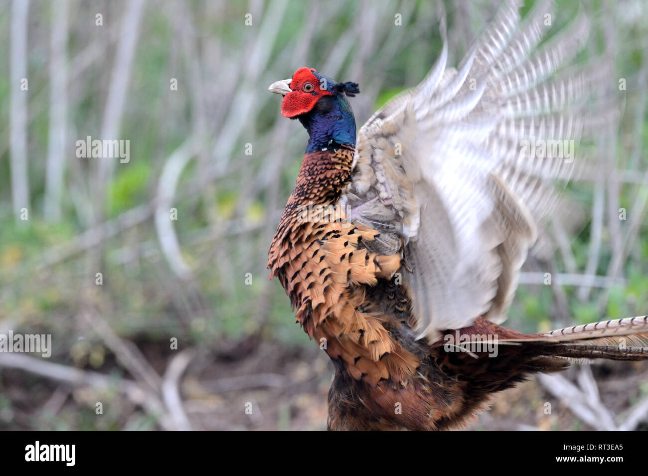 Pheasant, noble pheasant, hunting pheasant, gallinaceous birds ...