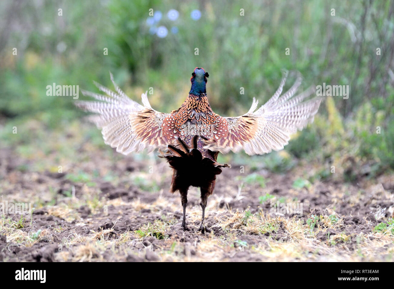 Pheasant, noble pheasant, hunting pheasant, gallinaceous birds ...
