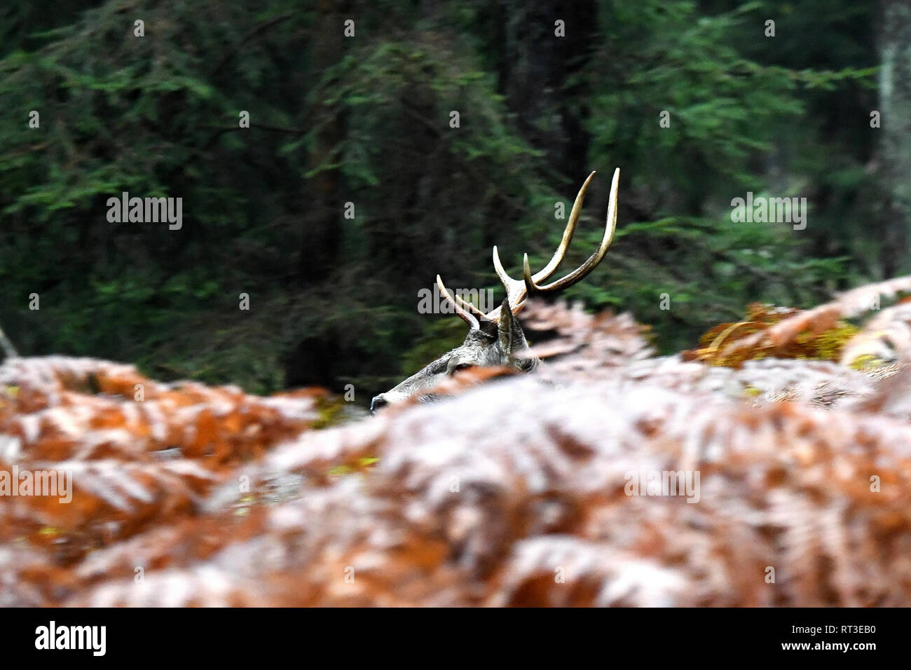 driven hunt, driven hunt in October, Herbsliche hunt, autumn hunt, hunt ...