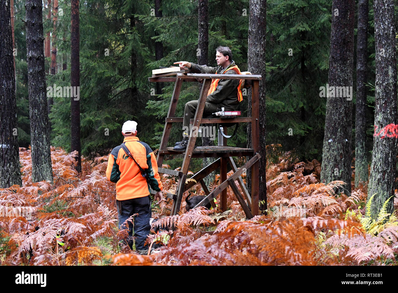 Ansitzjagd, driven hunt, driven hunt in October, Herbsliche hunt ...
