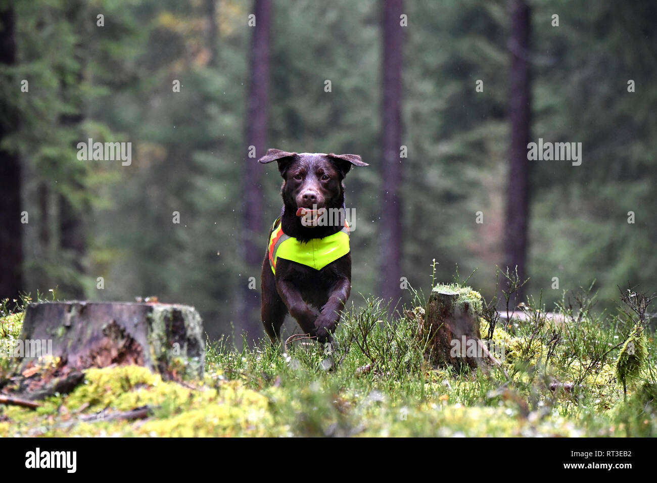 Hounds Labrador High Resolution Stock Photography and Images - Alamy