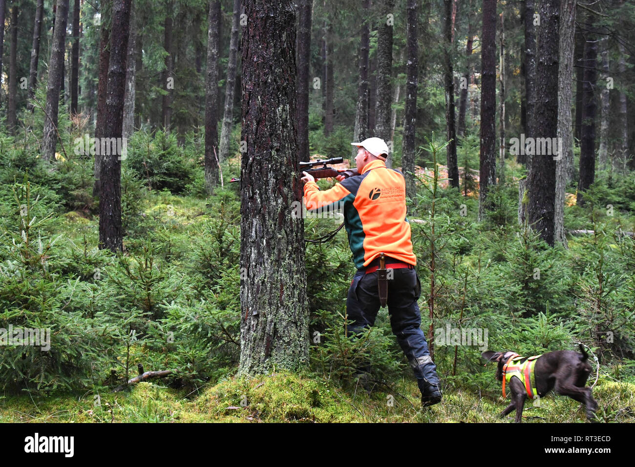 Putting in hunter, putting on shooter, driven hunt, driven hunt in ...