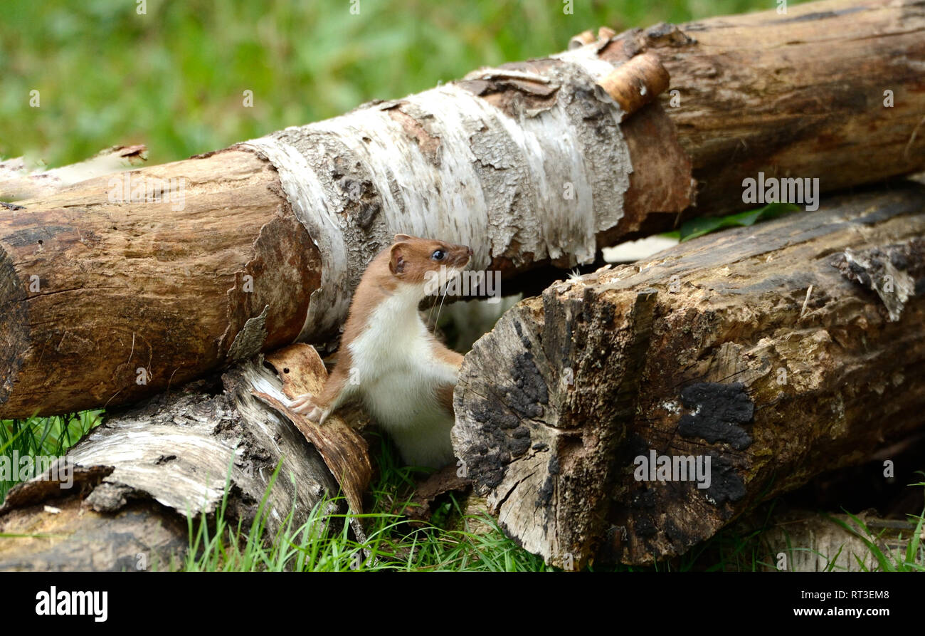 Agile robber hi-res stock photography and images - Alamy