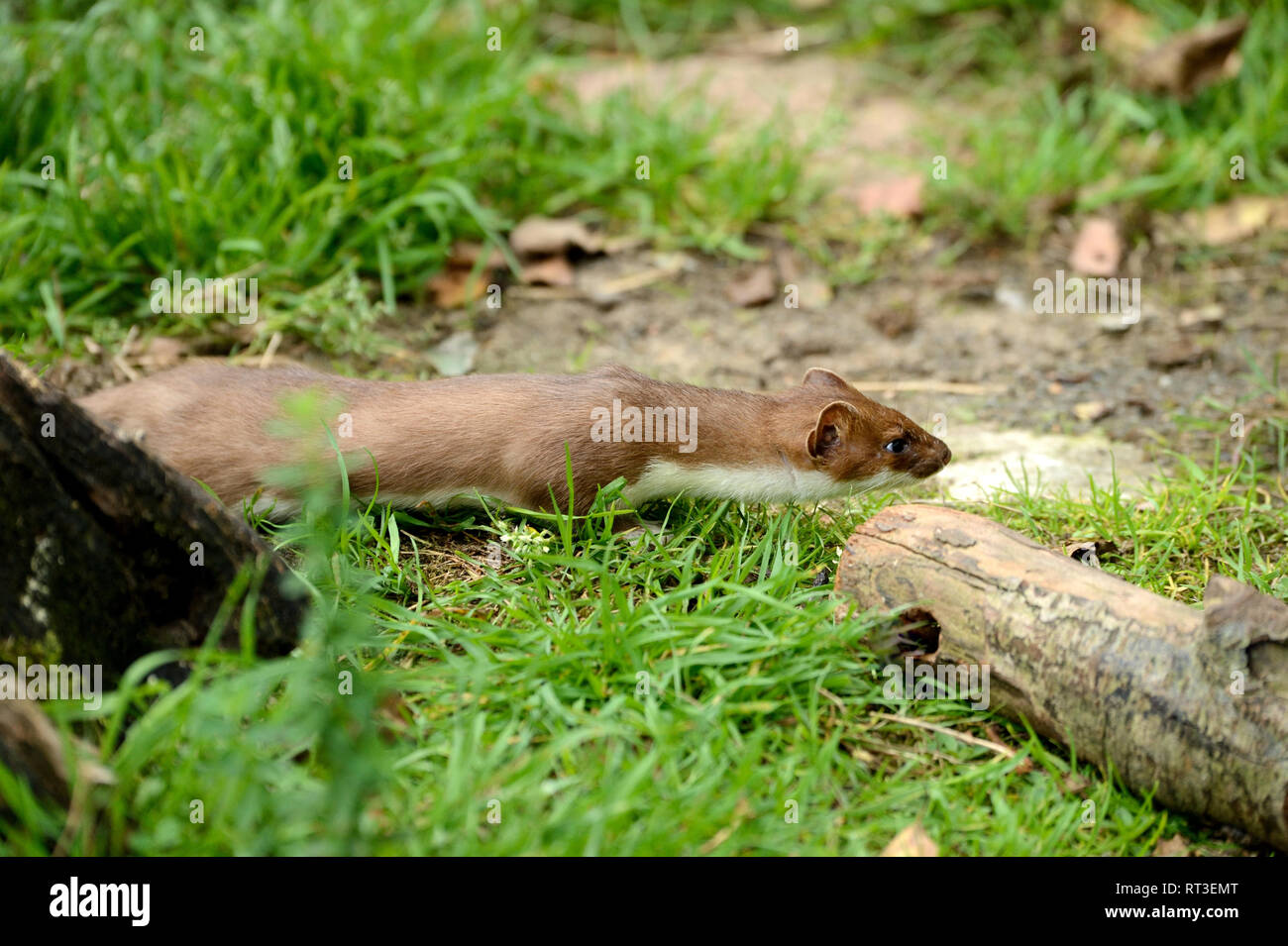 Local predator, endemic animal, agile robber, big weasel, ermine on ...