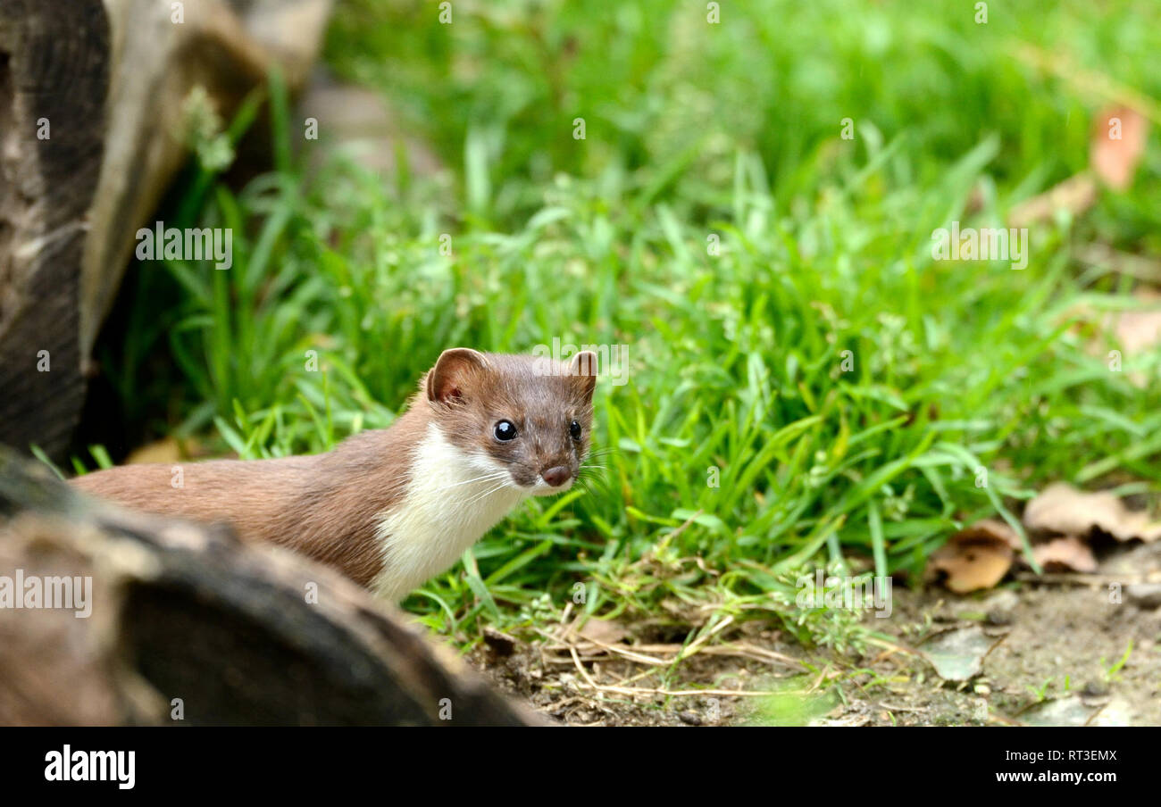 Local predator, endemic animal, agile robber, big weasel, ermine on ...
