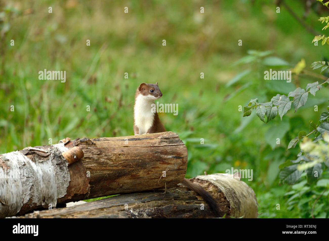 Local predator, endemic animal, agile robber, big weasel, ermine on ...