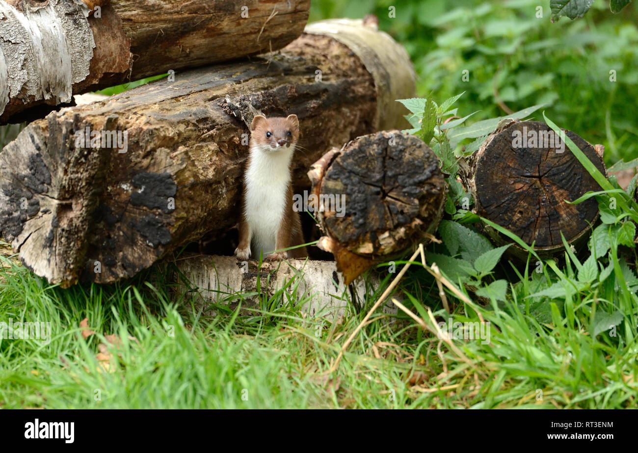 Local predator, endemic animal, agile robber, big weasel, ermine on ...
