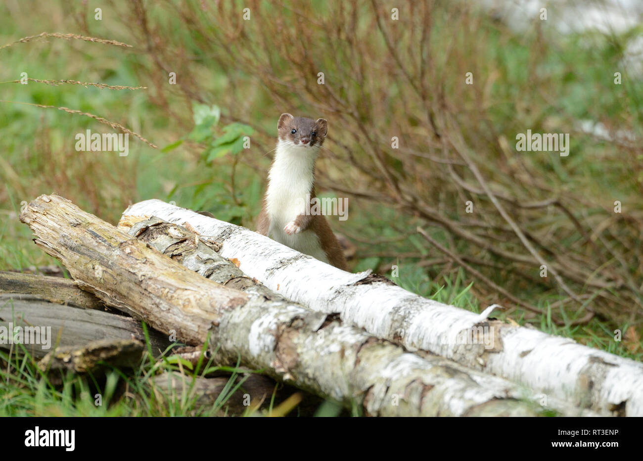 Local predator, endemic animal, agile robber, big weasel, ermine on ...